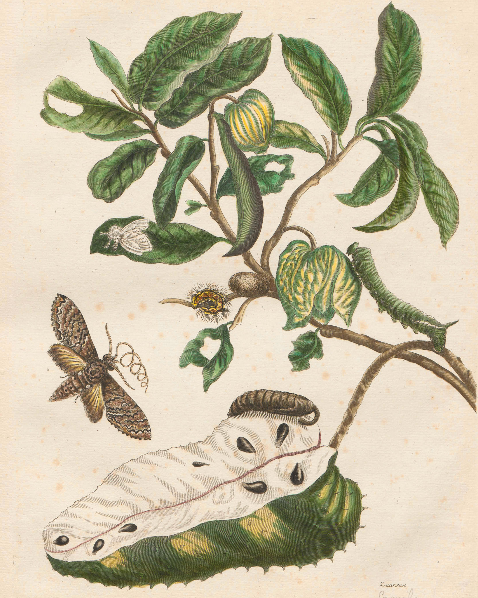 La metamorfosis ilustrada de Maria Sibylla Merian